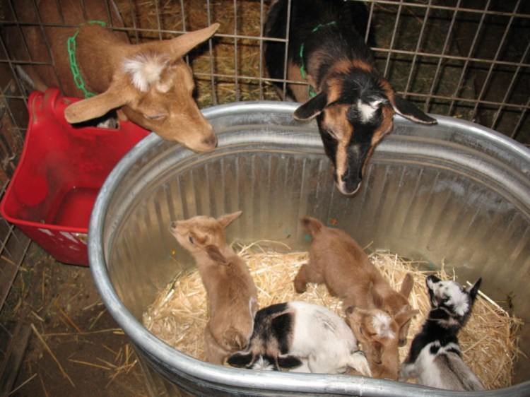 Kid Management – Pholia Farm Nigerian Dwarf Goats